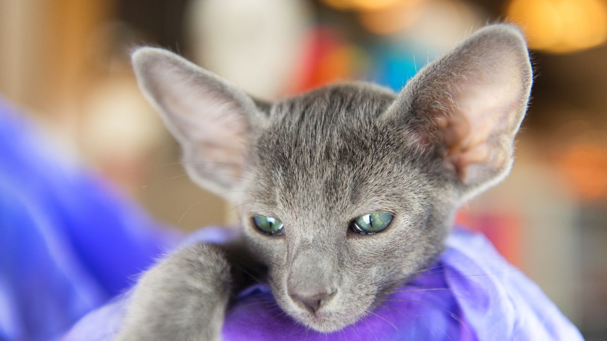 Oriental Shorthair