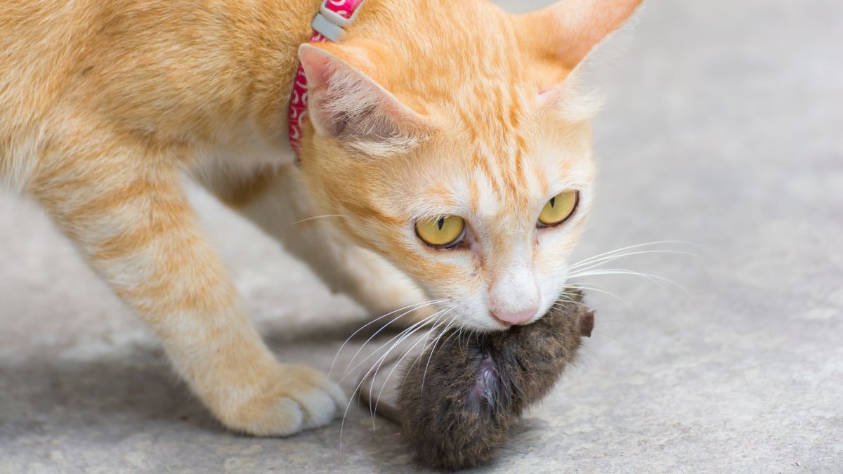 Are Voles Dangerous to Cats: Deadly Diseases to Avoid